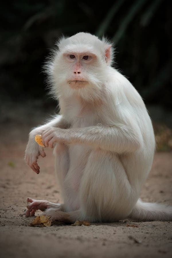Albino Ape Stock Photos - Free & Royalty-Free Stock Photos from Dreamstime