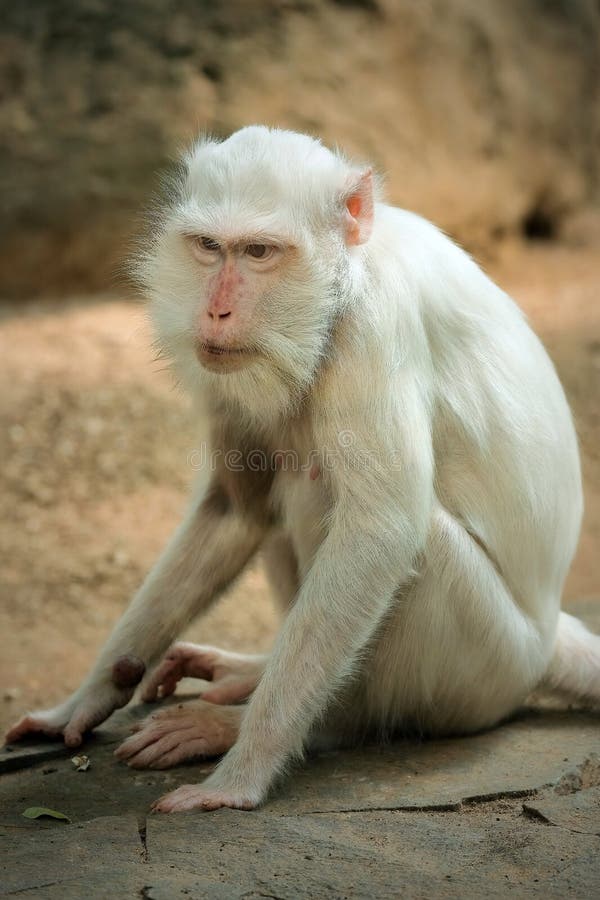 142 Albino Monkey Stock Photos - Free & Royalty-Free Stock Photos from ...