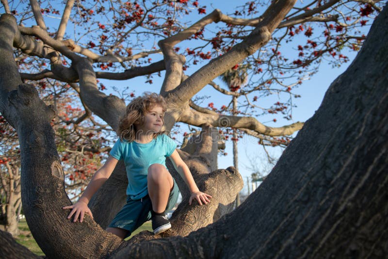 Kind Auf Einem Baumast. Kinderaufstiege Ein Baum. Stockbild - Bild von ...