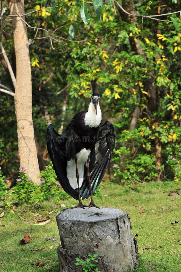 A kind of Bird stock image. Image of bird, asia, thailand - 25011031