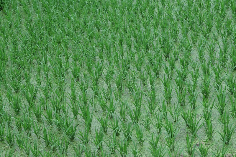 Rice and grain crops stock photo. Image of rice, crops - 94606366
