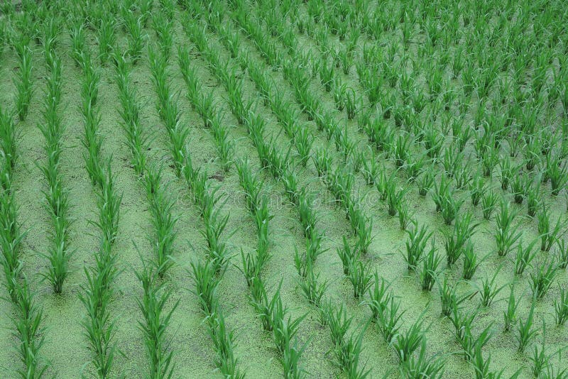 Rice and grain crops stock photo. Image of food, paddy - 94606548