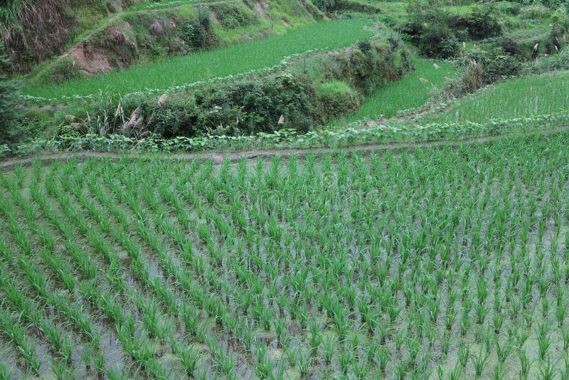 Rice and grain crops stock photo. Image of crops, rice - 94606812