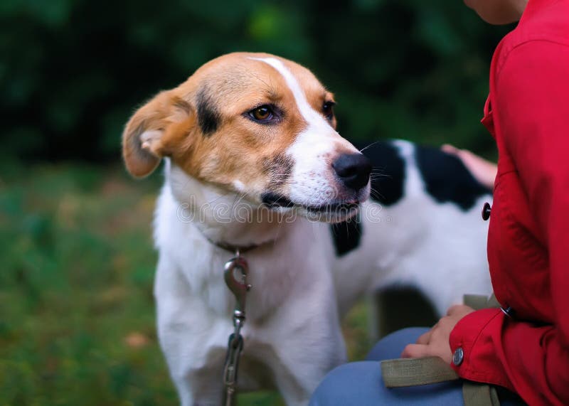 A kind dog stock image. Image of pedigree, grass, affection - 190227519