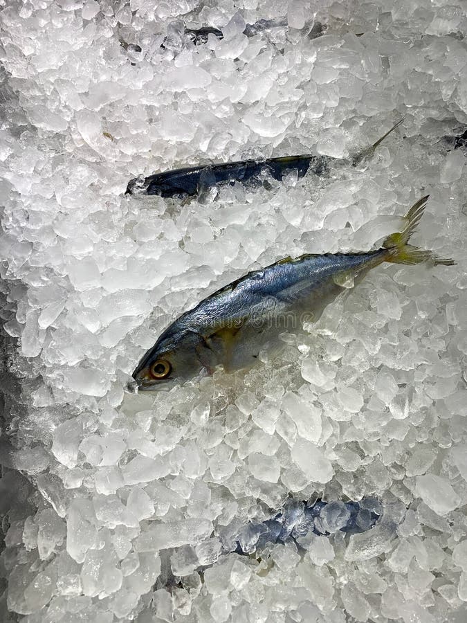 The Kind of Fish with Ice in the Market for Customers Stock Photo ...
