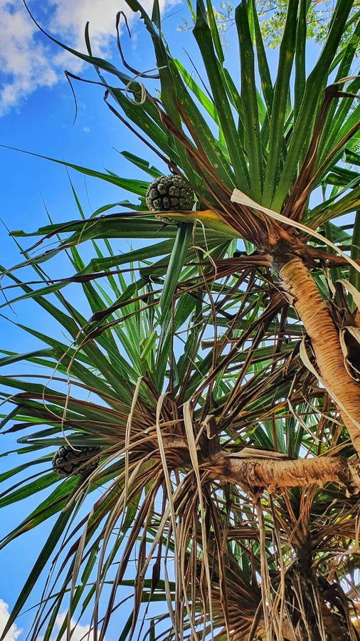 A Kind of Forest Pandan Tree, Planted in Park at Yogyakarta, Indonesia ...
