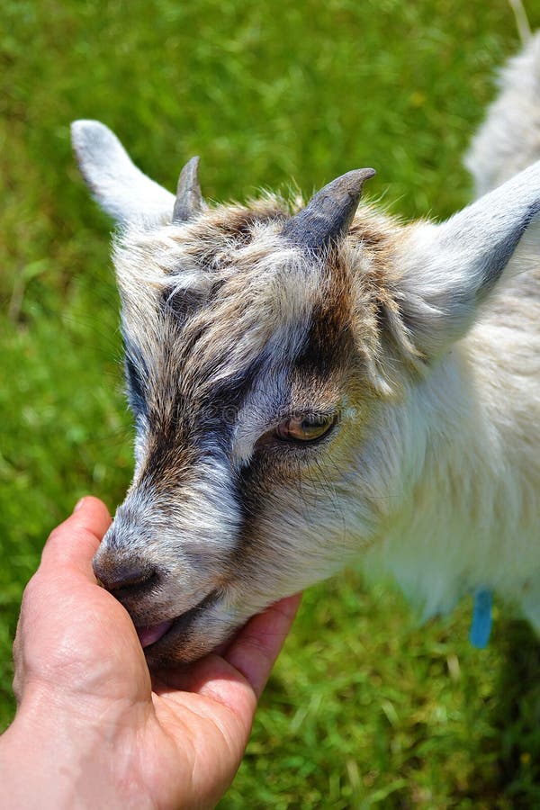 Kind goat stock photo. Image of interest, goat, lovely - 90217022