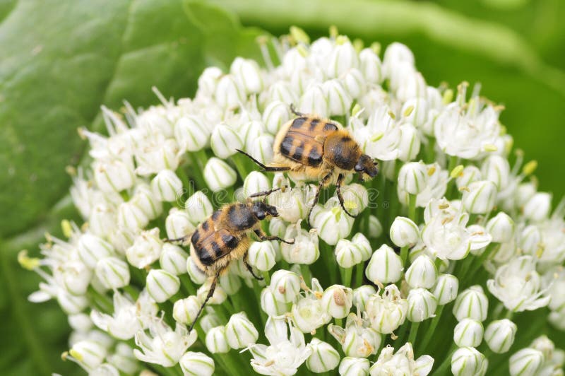 A Kind of Insect Named Beetle Stock Image - Image of habitat, gardening ...