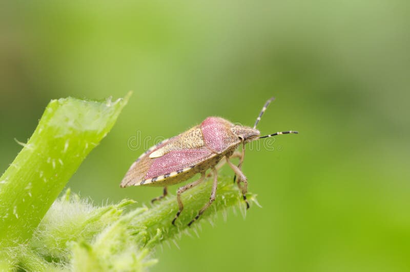 A Kind of Insects, Stink Bug Stock Photo - Image of beautiful, scent ...