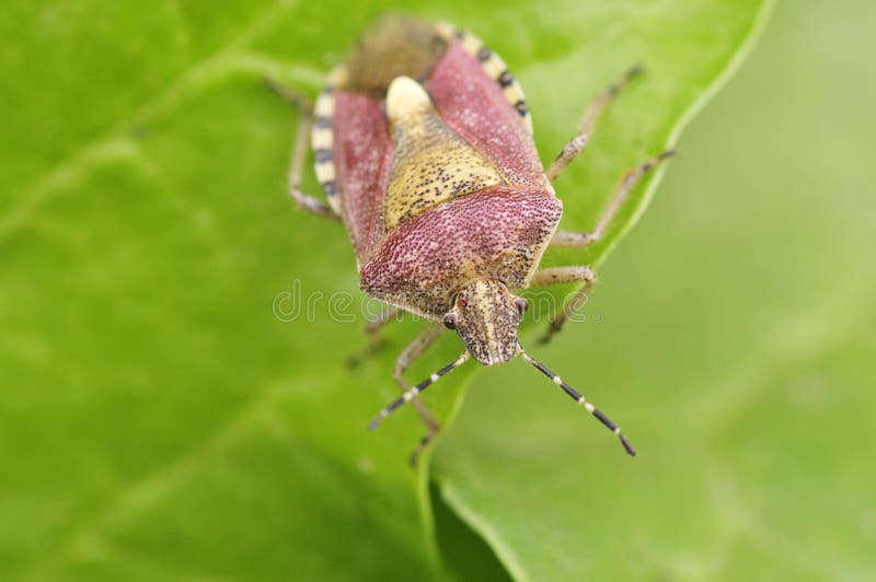A Kind of Insects, Stink Bug Stock Image - Image of families, scent ...