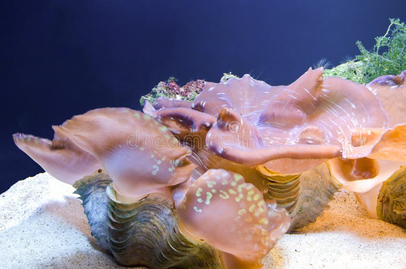 Kind of Large Shellfish of Marine Life Stock Image - Image of color ...