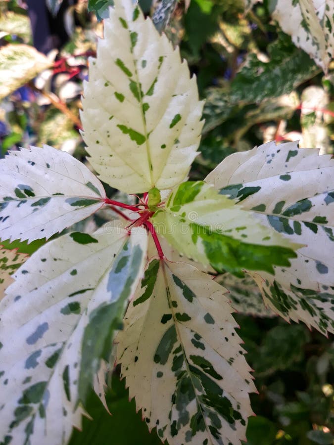 A kind of leaf buga plant stock image. Image of kind - 221259161