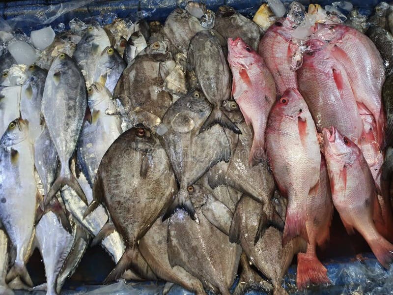 Kind of marine fish stock image. Image of fresh, seafood - 232764537