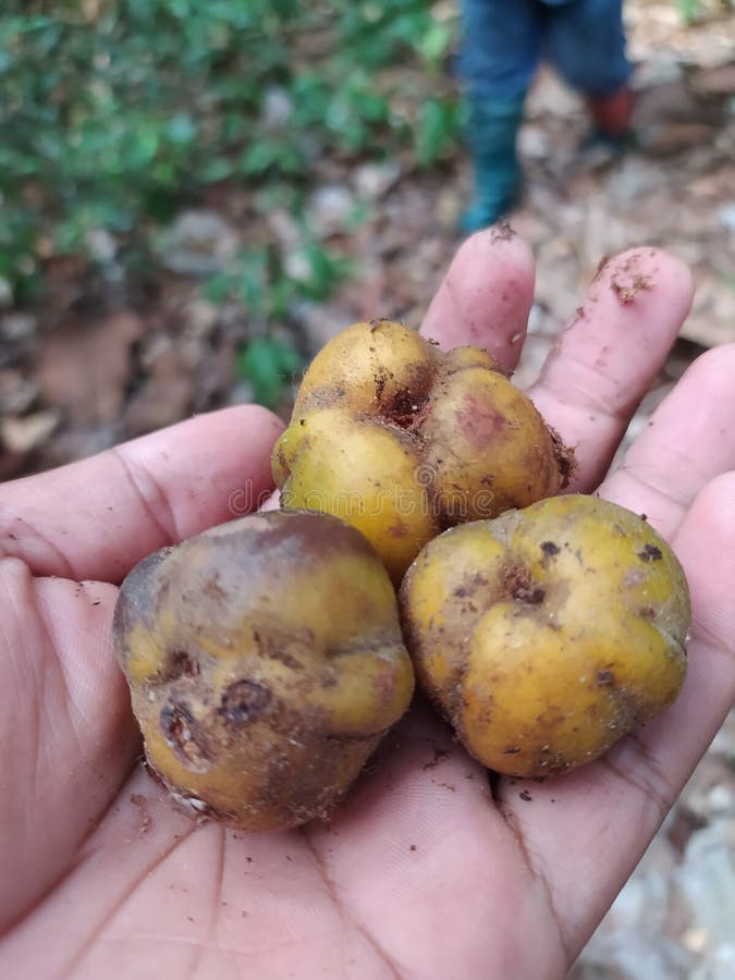 Kind of the Seed Bank in the Tropis Forest Indonesia Stock Photo ...