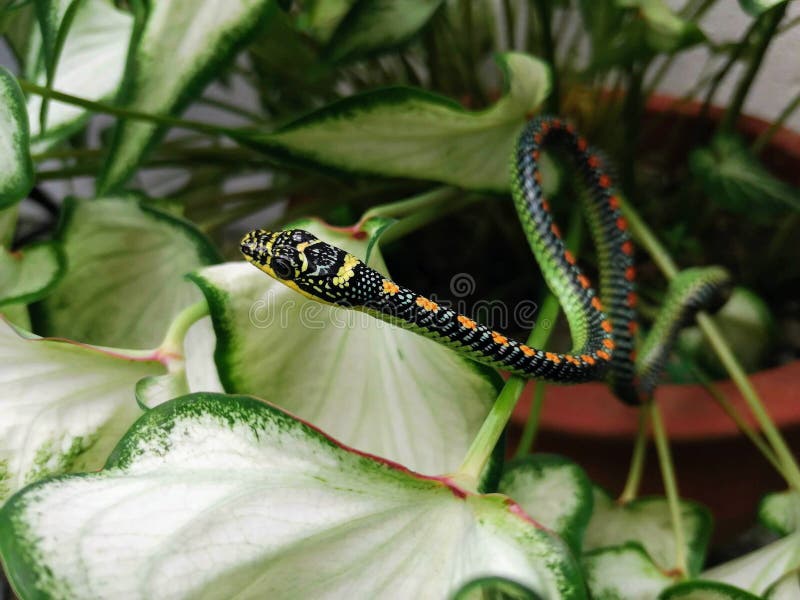 A Kind of Snake that is always Present in the Garden of Decorative ...