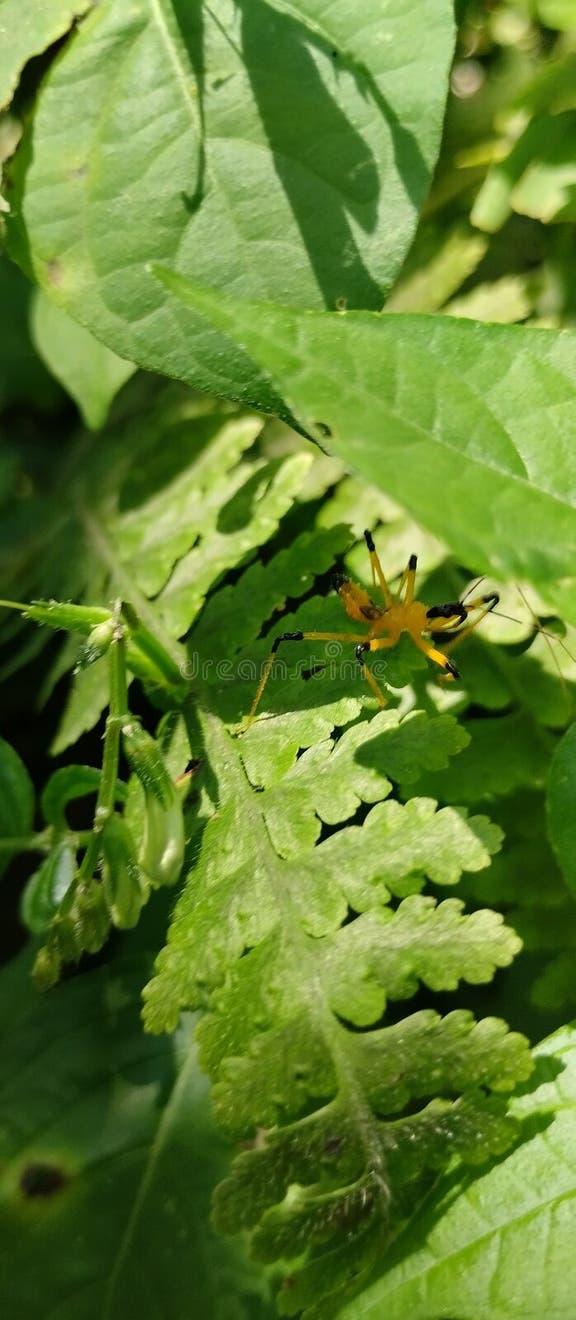 A kind of spider stock photo. Image of kind, laba, name - 300119932