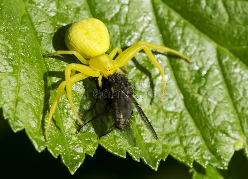 Spider Misumena Vatia Caught a Fly. Stock Image - Image of misumena ...