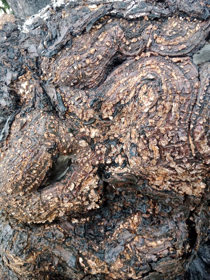 A Kind of Tree Bark on the Beach. Stock Photo - Image of kind, trunk ...