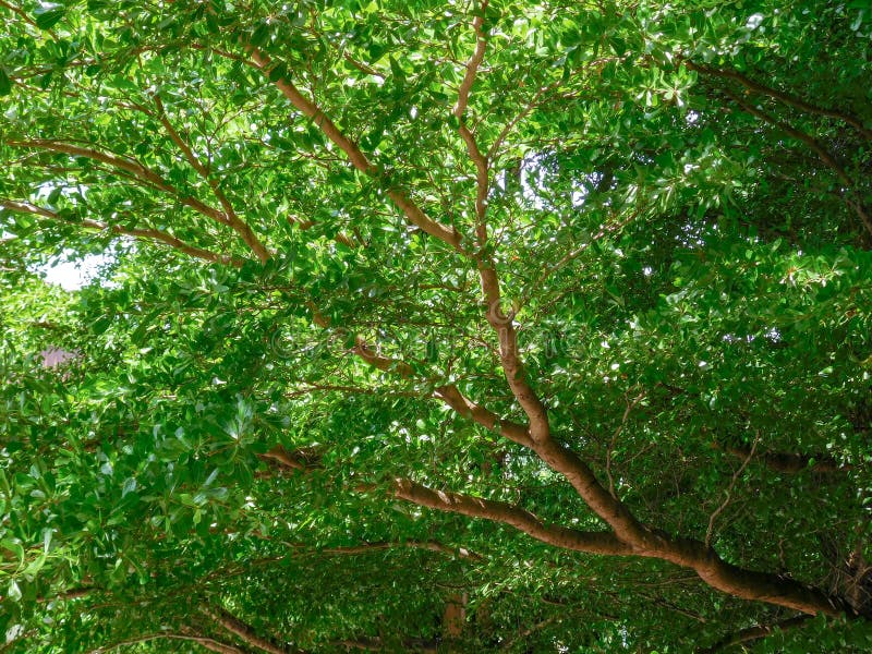 The Upper Branches of a Shady Tree in Thailand Stock Photo - Image of ...