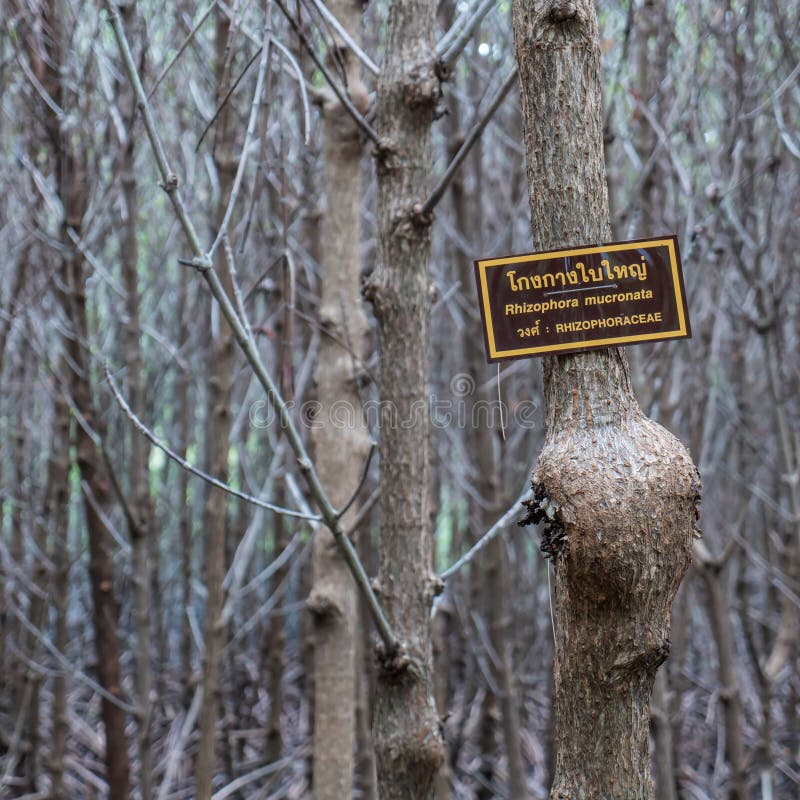 Kind of tree name on board stock photo. Image of ground - 72760052