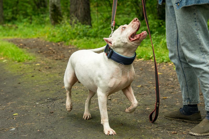 A Kind White American Pit Bull Terrier Stock Image - Image of american ...