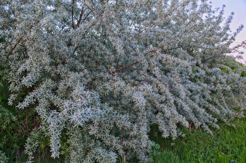 Kind of Willow Tree Close Up, Spring Stock Photo - Image of abstract ...