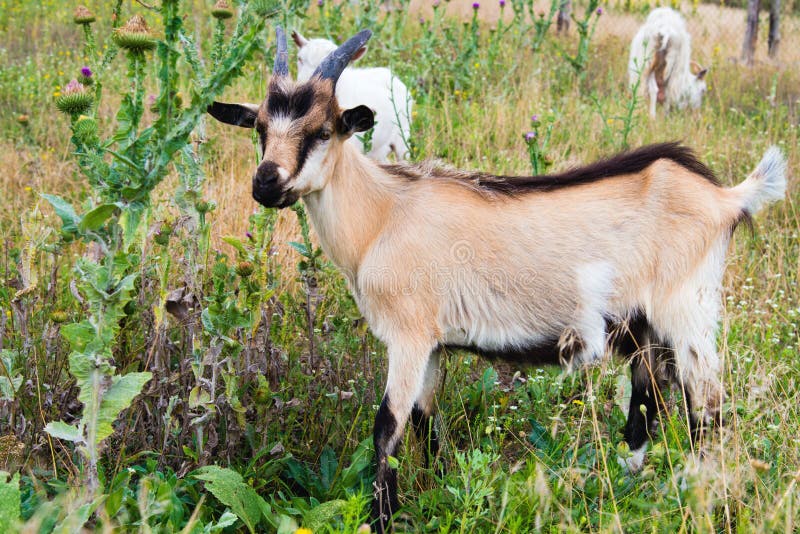 Kinder goat pasture. stock image. Image of animal, livestock - 49785181