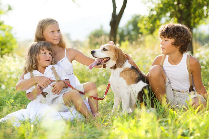 Junger Buschhund stockbild. Bild von süd, tier, säugling - 33323185