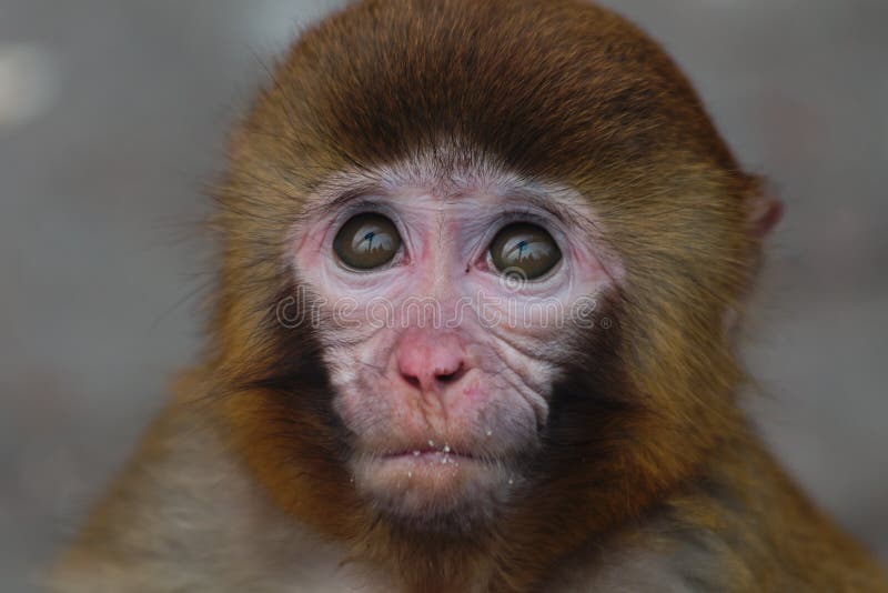 Der Kleine Affe Isst Eine Karotte Stockfoto - Bild von nahrung ...