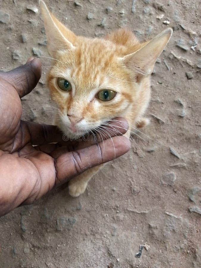 Kindness is a Prove of Love and Care To Animals Stock Photo - Image of ...