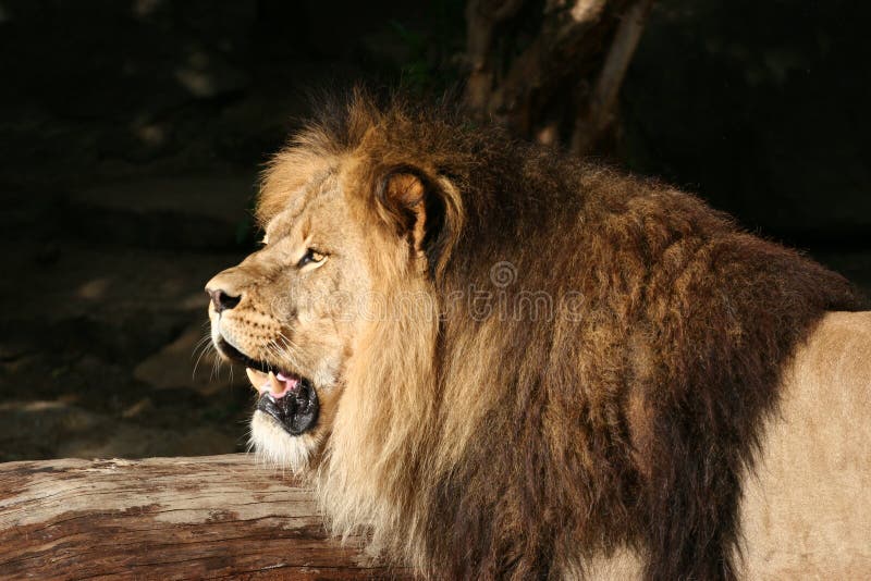 King of animals stock photo. Image of amsterdam, lion - 1193600