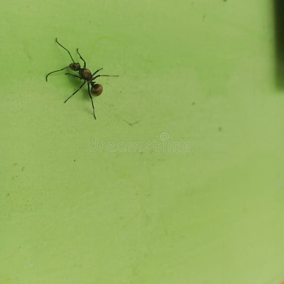 King ant on wall stock photo. Image of king, black, blackant - 238753718