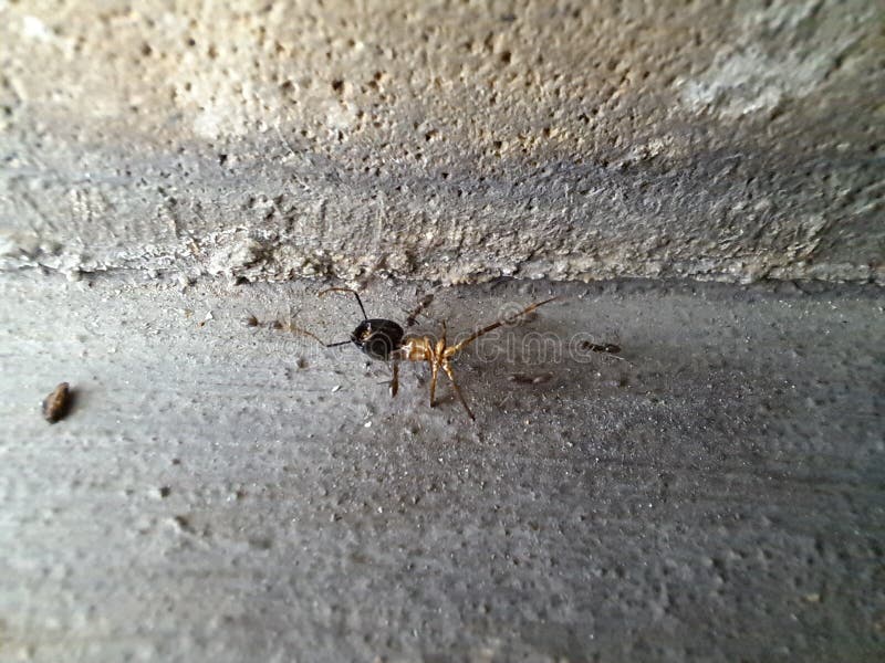 King of ants stock image. Image of king, insect, animal - 330338677