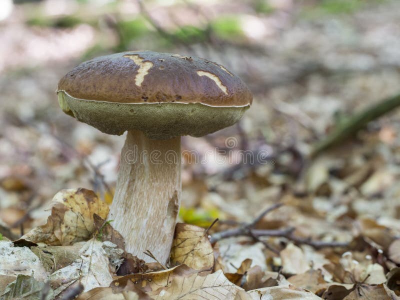 King Bolete, Boletus Edulis Stock Image - Image of close, soil: 61333967