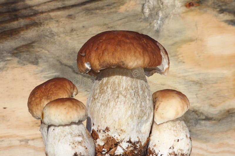 King Bolete - Boletus Edulis Stock Image - Image of forest, september ...