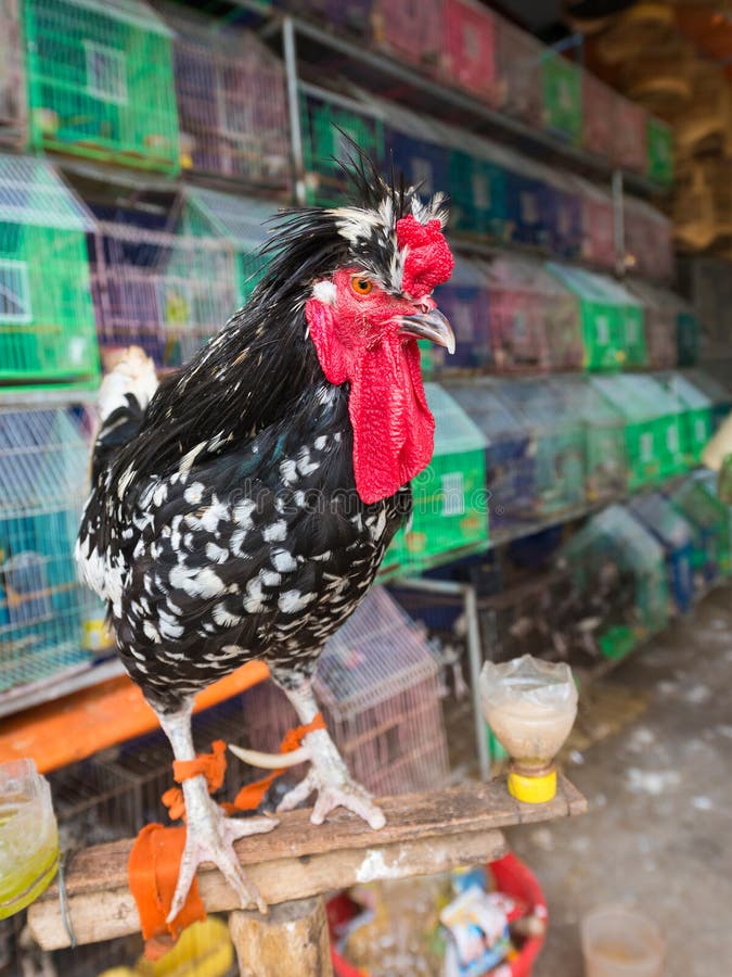 King breed of hen stock image. Image of perch, beard - 76427175