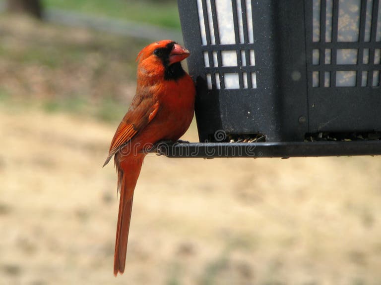 King Cardinal stock photo. Image of bird, feeder, cardinal - 85867852