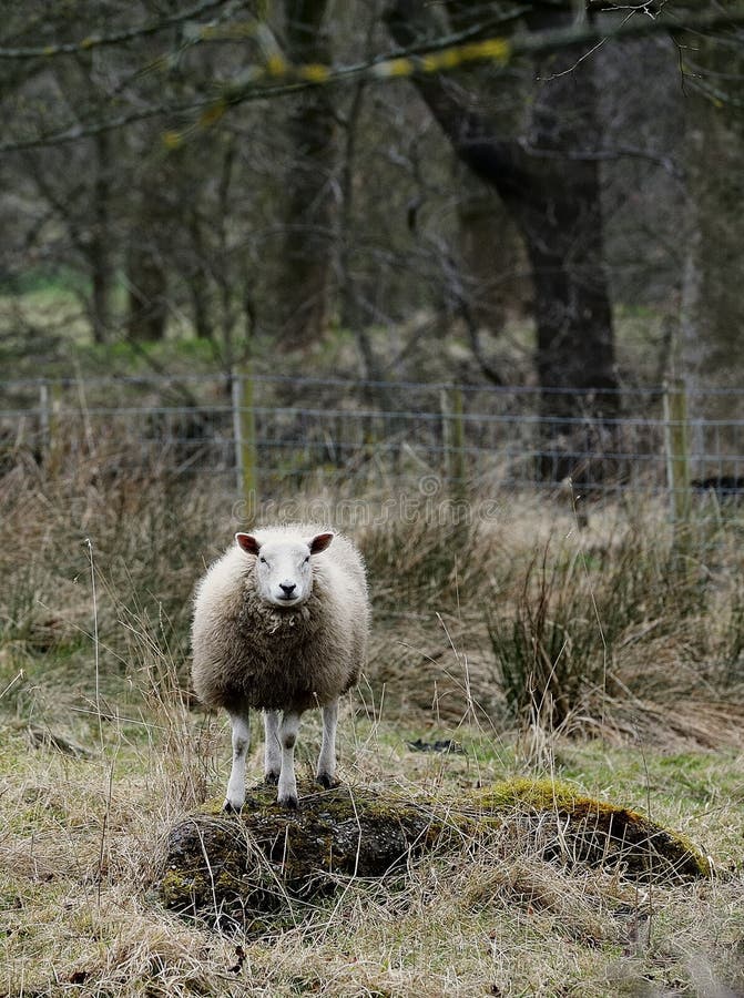 King of the Castle stock photo. Image of meadow, coarse - 52162470