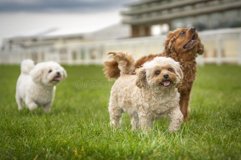 What Is A Cavachon Poo
