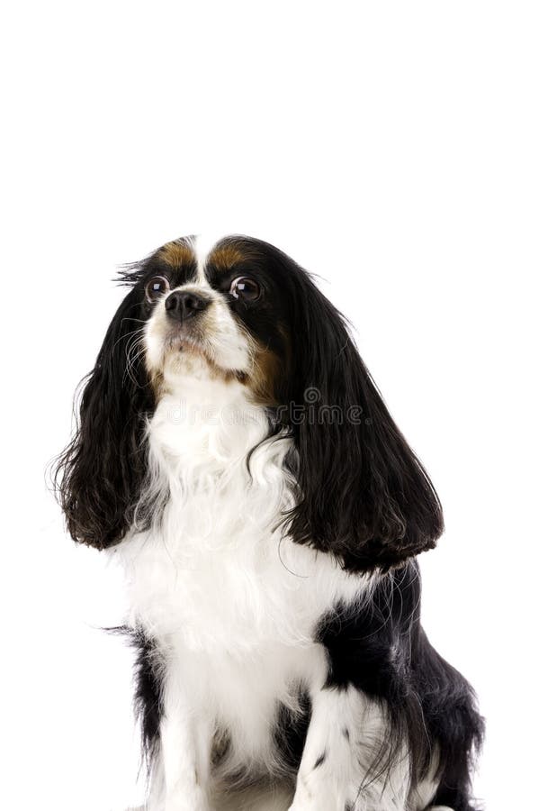 King Charles Spaniel Sat Isolated on a White Background Stock Photo ...