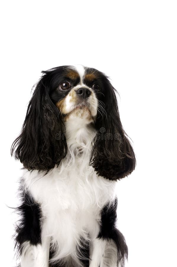 King Charles Spaniel Sat Isolated on a White Background Stock Photo ...