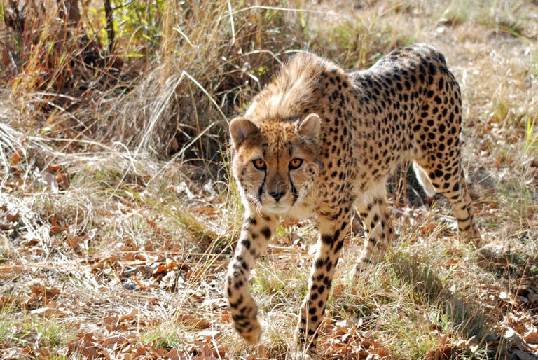 25,840 Hunter King Nake Stock Photos - Free & Royalty-Free Stock Photos ...