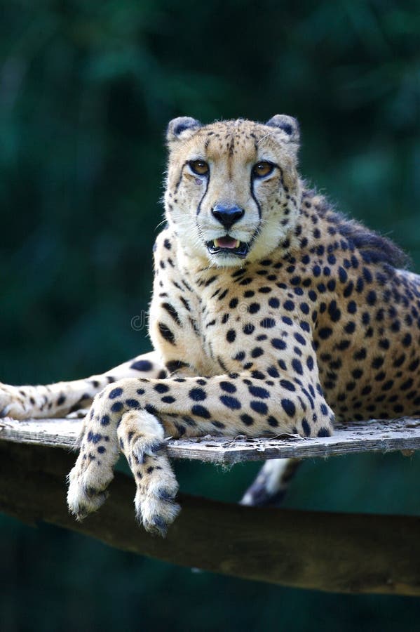 King Cheetah stock image. Image of wild, africa, sitting - 3630931