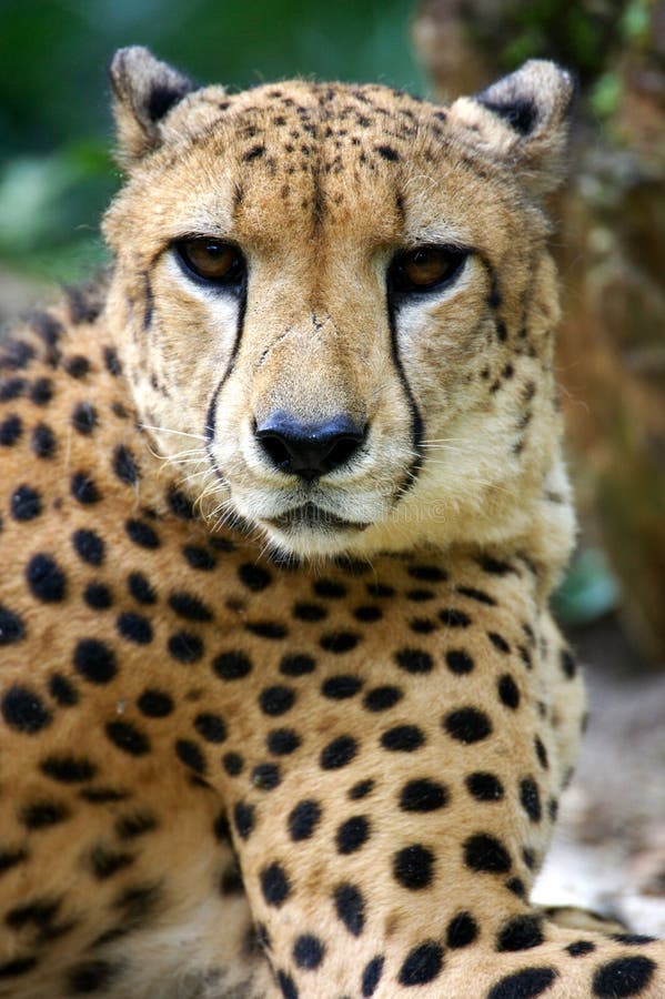 A King Cheetah Showing Its Unique Coat Pattern Stock Image - Image of ...
