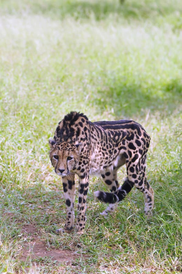 A King Cheetah stock image. Image of safari, coat, wild - 34422571
