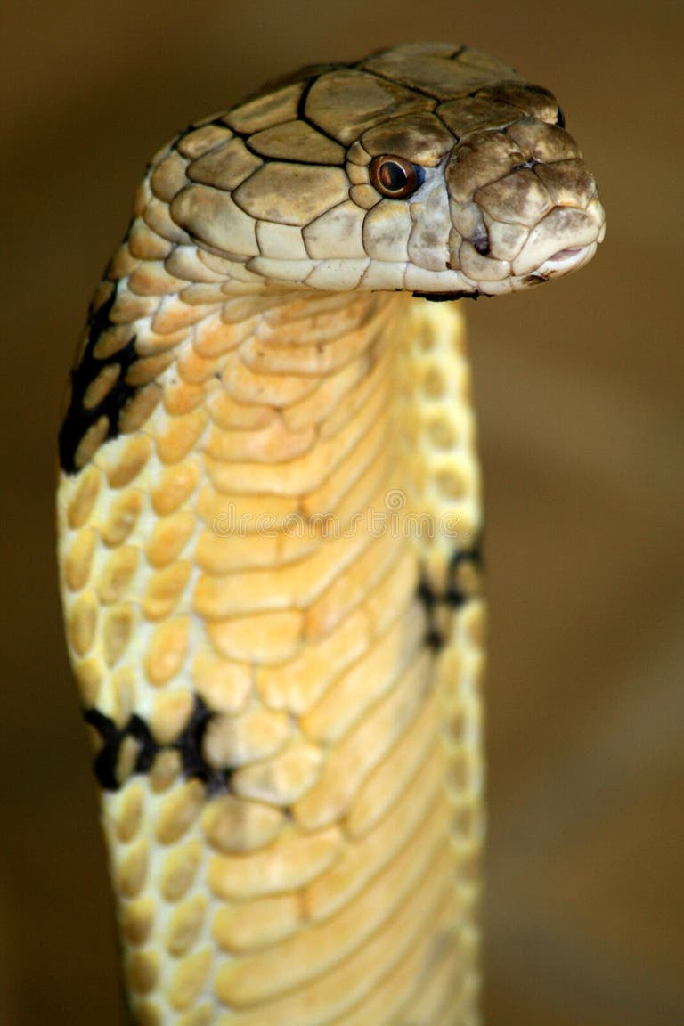 105 King Cobra Fang Stock Photos - Free & Royalty-Free Stock Photos ...