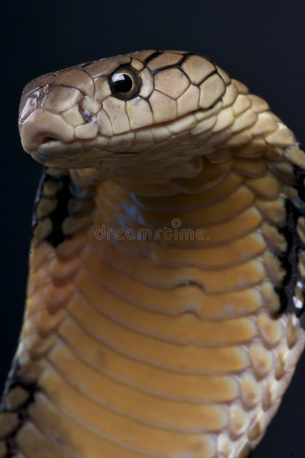 King Cobra stock image. Image of china, snakes, predator - 24595545