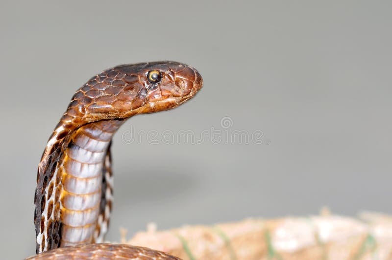 Cobra Snake stock photo. Image of animal, split, grass - 27983440