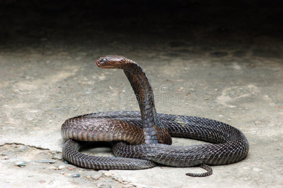 King Cobra stock photo. Image of eyes, colors, hunter - 5964320