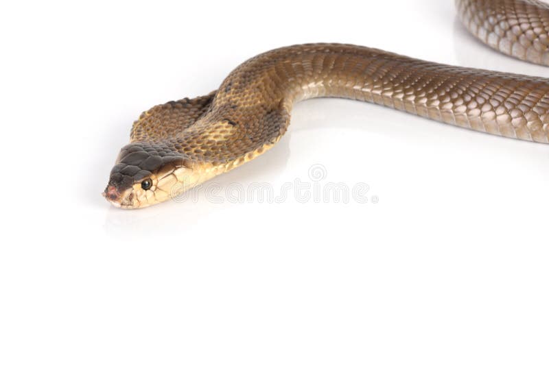 Cobra Snake stock photo. Image of animal, split, grass - 27983440